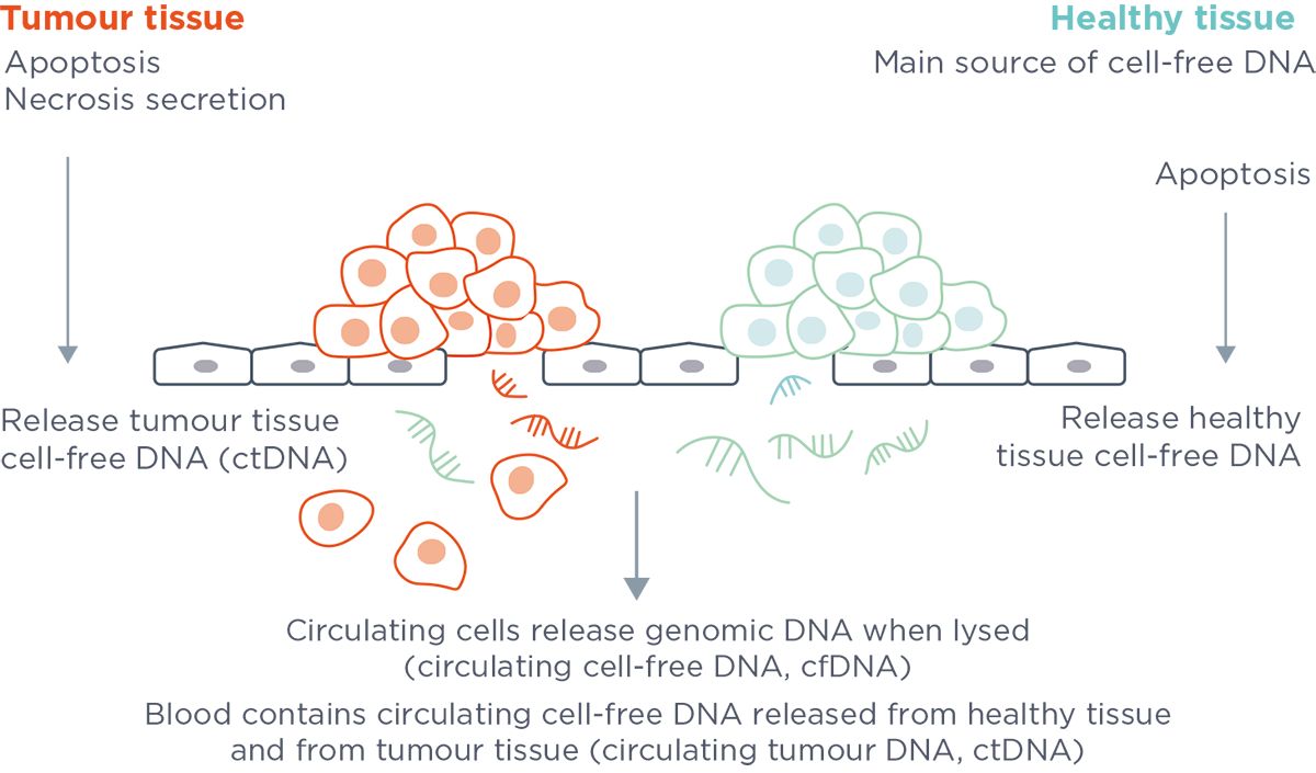 FoundationOne®Liquid CDx