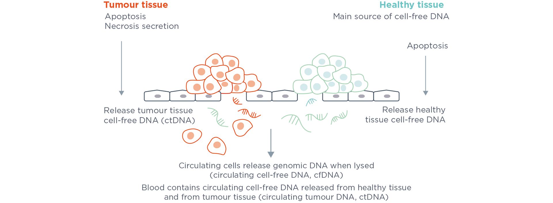 FoundationOne®Liquid CDx