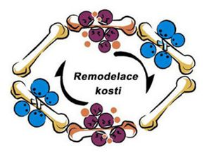 Kosti a kostní tkáň