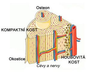 Kosti a kostní tkáň