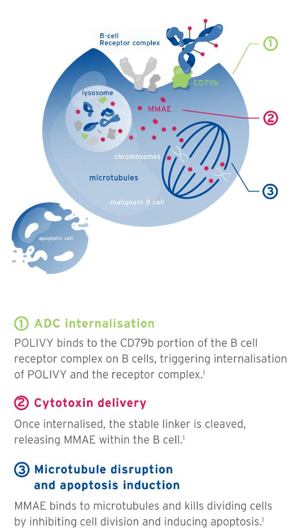 About POLIVY | Polivy