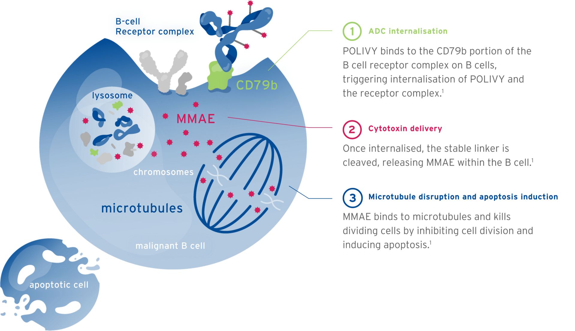 About POLIVY | Polivy
