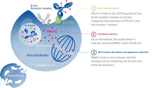About POLIVY | Polivy