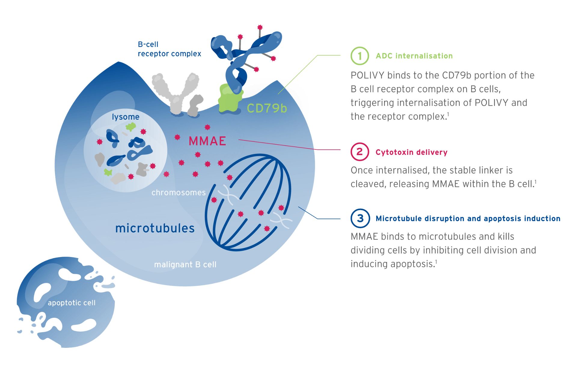 About POLIVY | Polivy