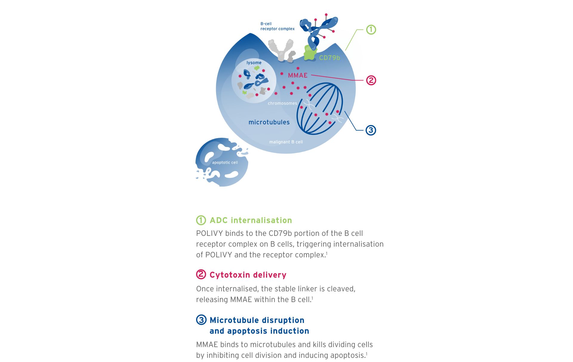 About POLIVY | Polivy