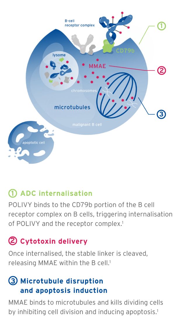 About POLIVY | Polivy