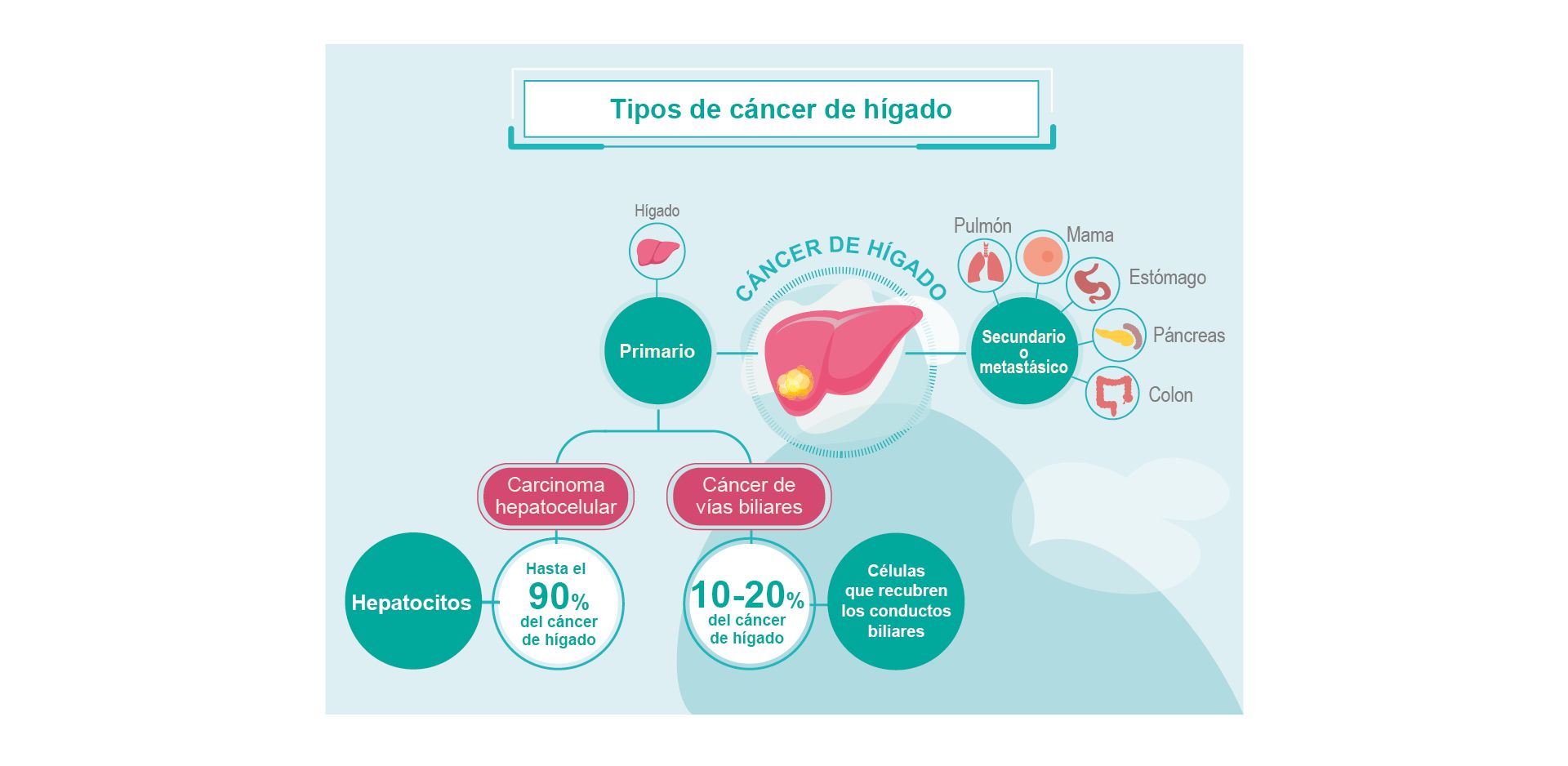 Cáncer de Hígado: ¿Qué es? | Roche Pacientes