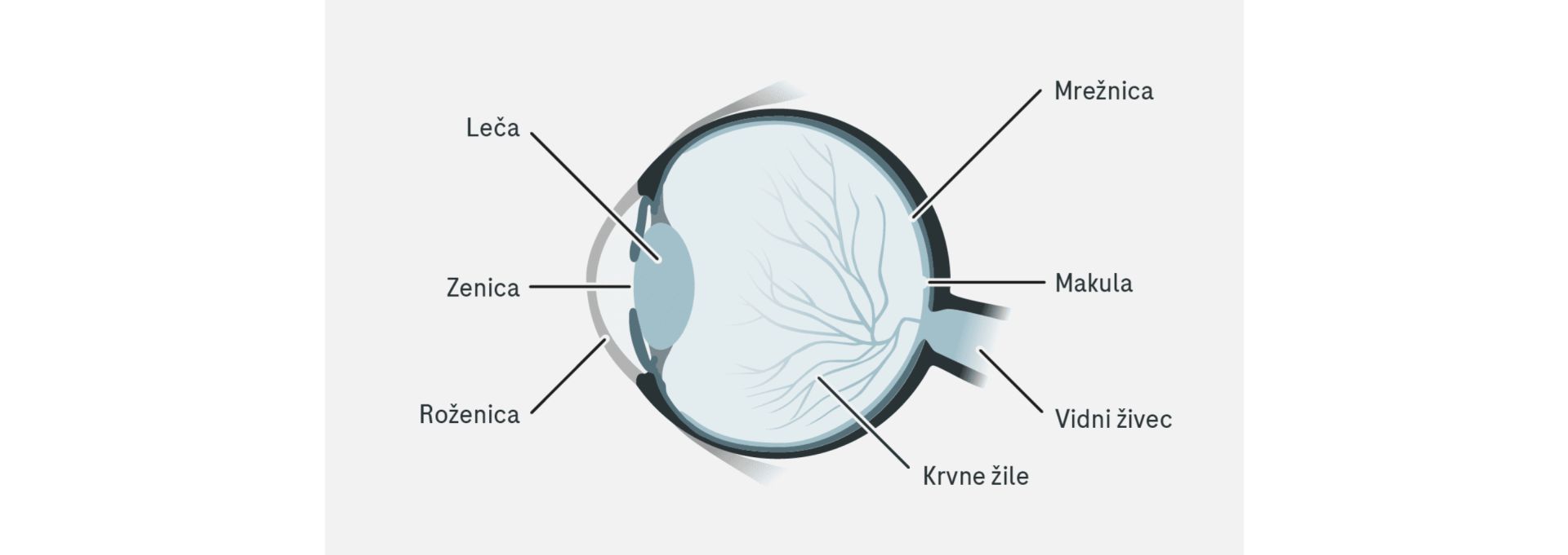 Starostna degeneracija makule | Roche za zdravje