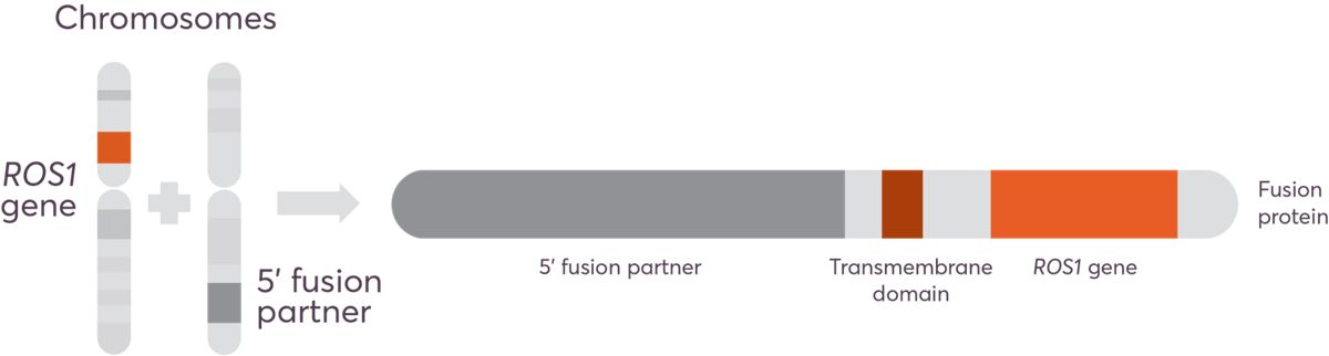 ROZLYTREK | Gene fusion detection